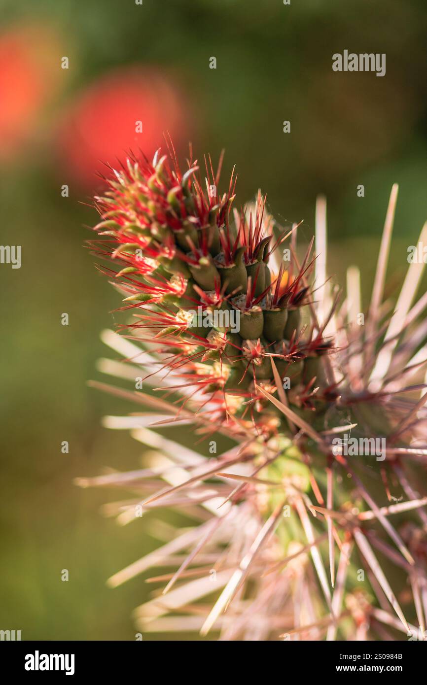 A spiky plant with red flowers. The plant is green and has a lot of ...