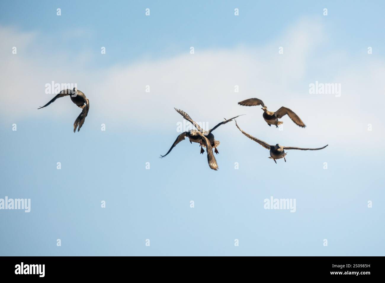 Five wild ducks fly in the sky on a daytime. Anas platyrhynchos Stock ...