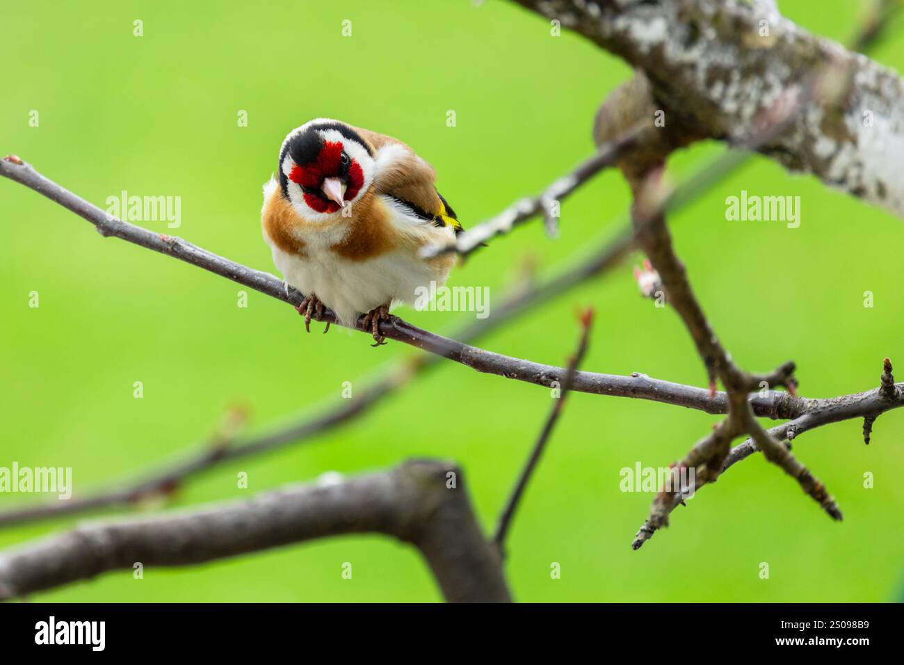 Little bird is on the tree branch. The European goldfinch or simply the ...