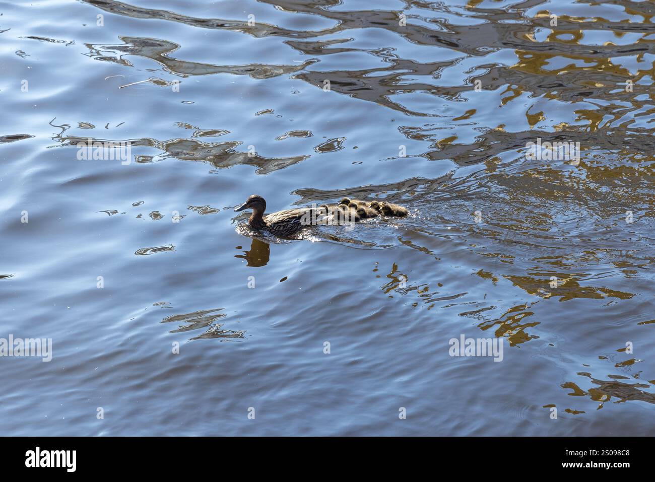 The mallard, a dabbling duck with ducklings float on water. Natural ...
