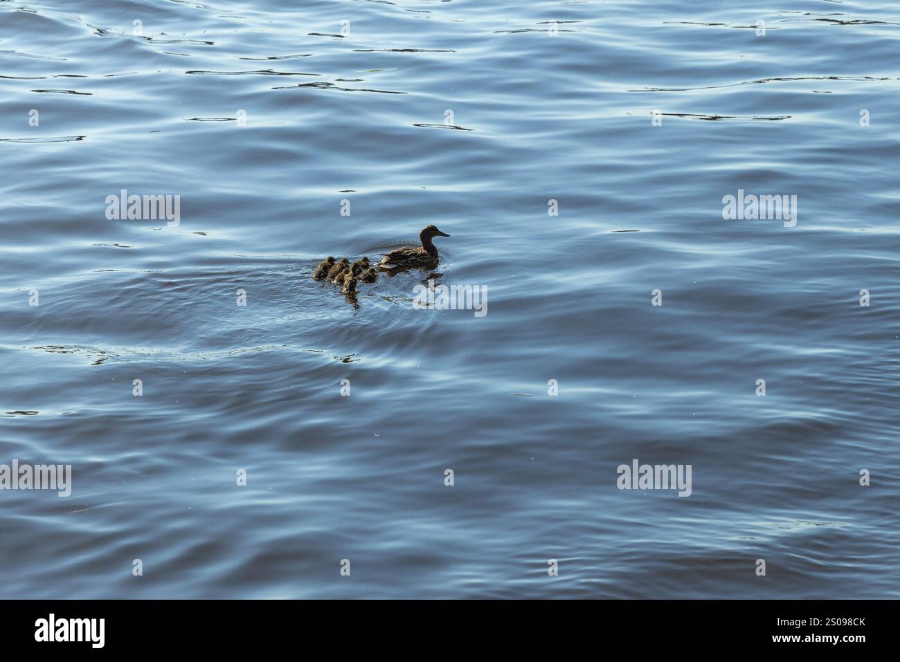 Dabbling duck with ducklings float on water. Natural photography, The ...