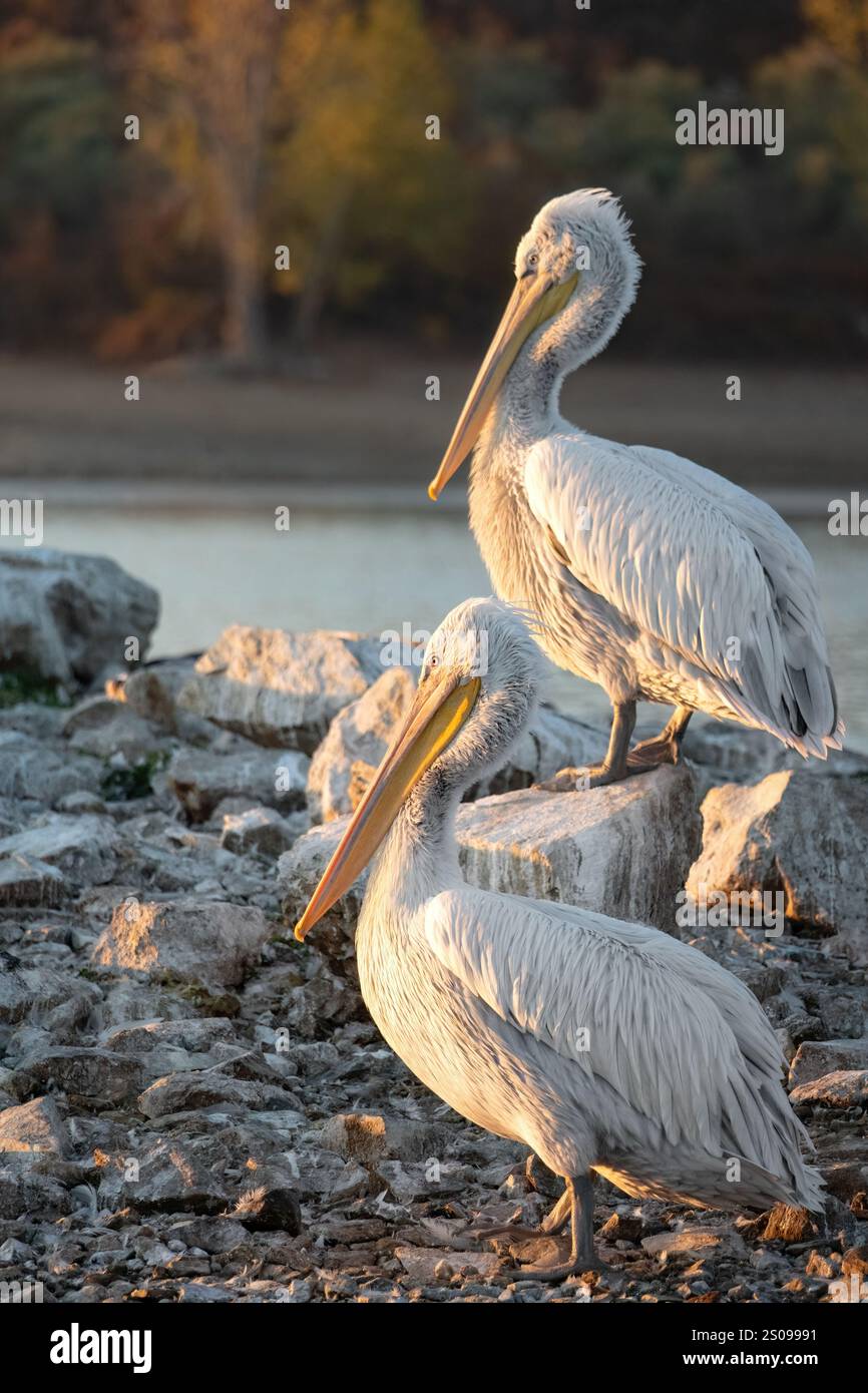 Dalmatian pelican or Pelecanus crispus during migratory season on the ...
