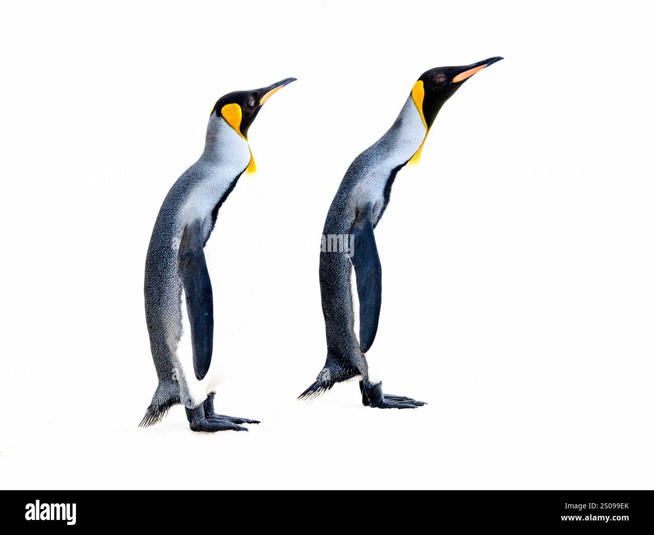artistic photo of two king penguins in side profile against the white ...