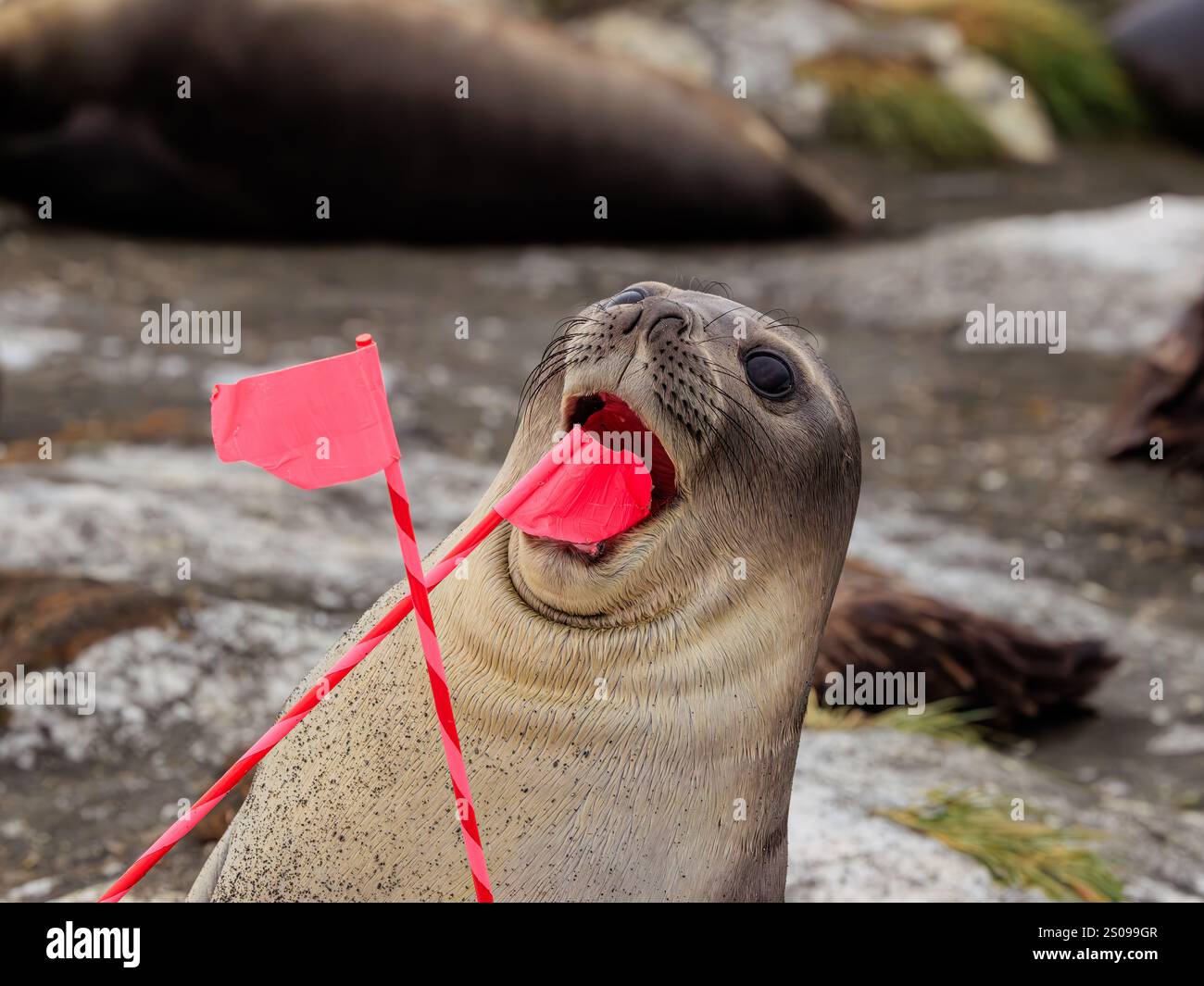 a curious female elephant seal biting a red marker flag on a snowy ...