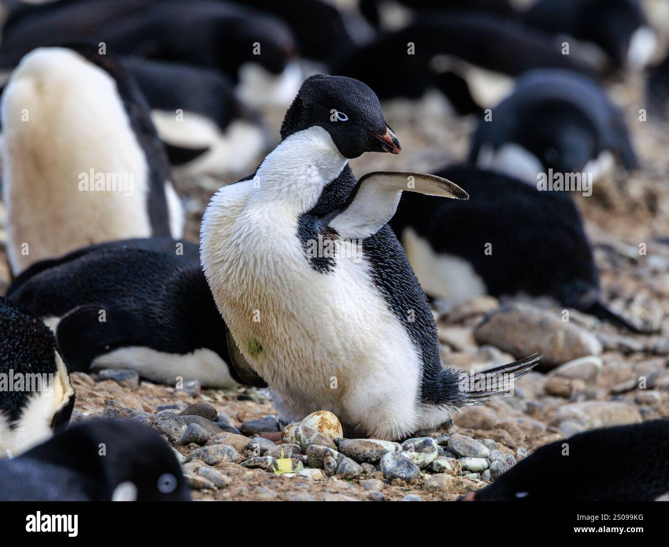 an adelie penguin stands posing with a raised wing in front of an egg ...