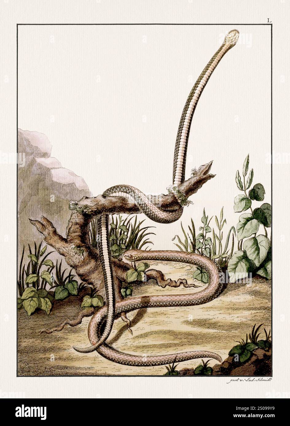 Snake Illustration from an 18th-century German natural history book ...