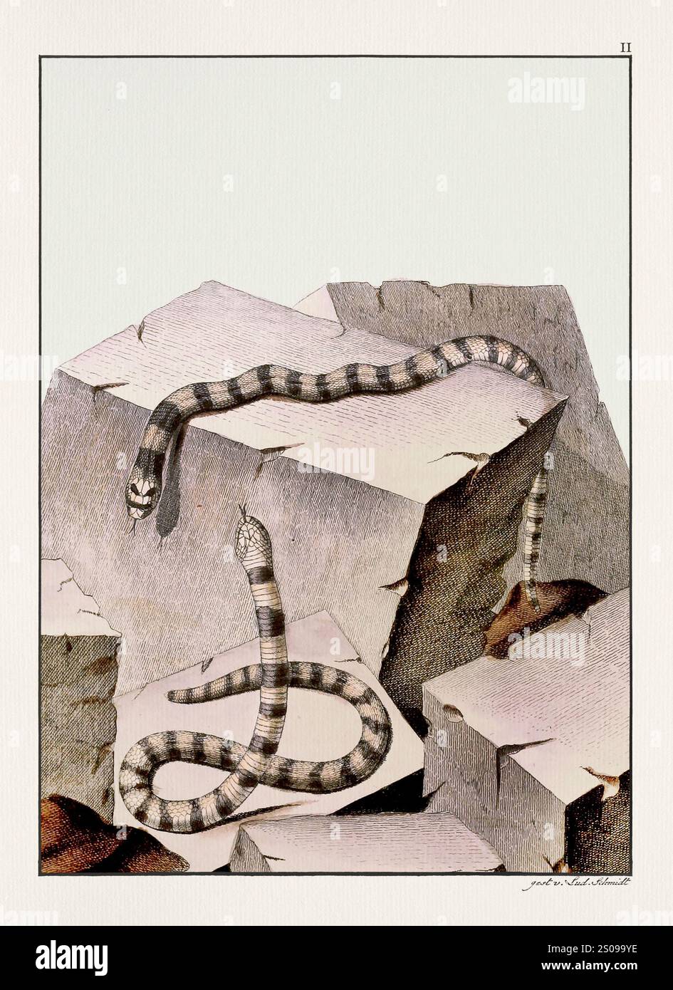 Snake Illustration from an 18th-century German natural history book ...