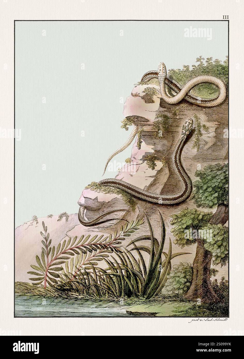 Snake Illustration from an 18th-century German natural history book ...