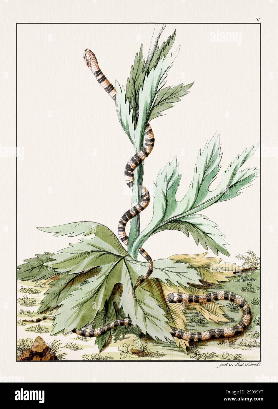 Snake Illustration from an 18th-century German natural history book ...