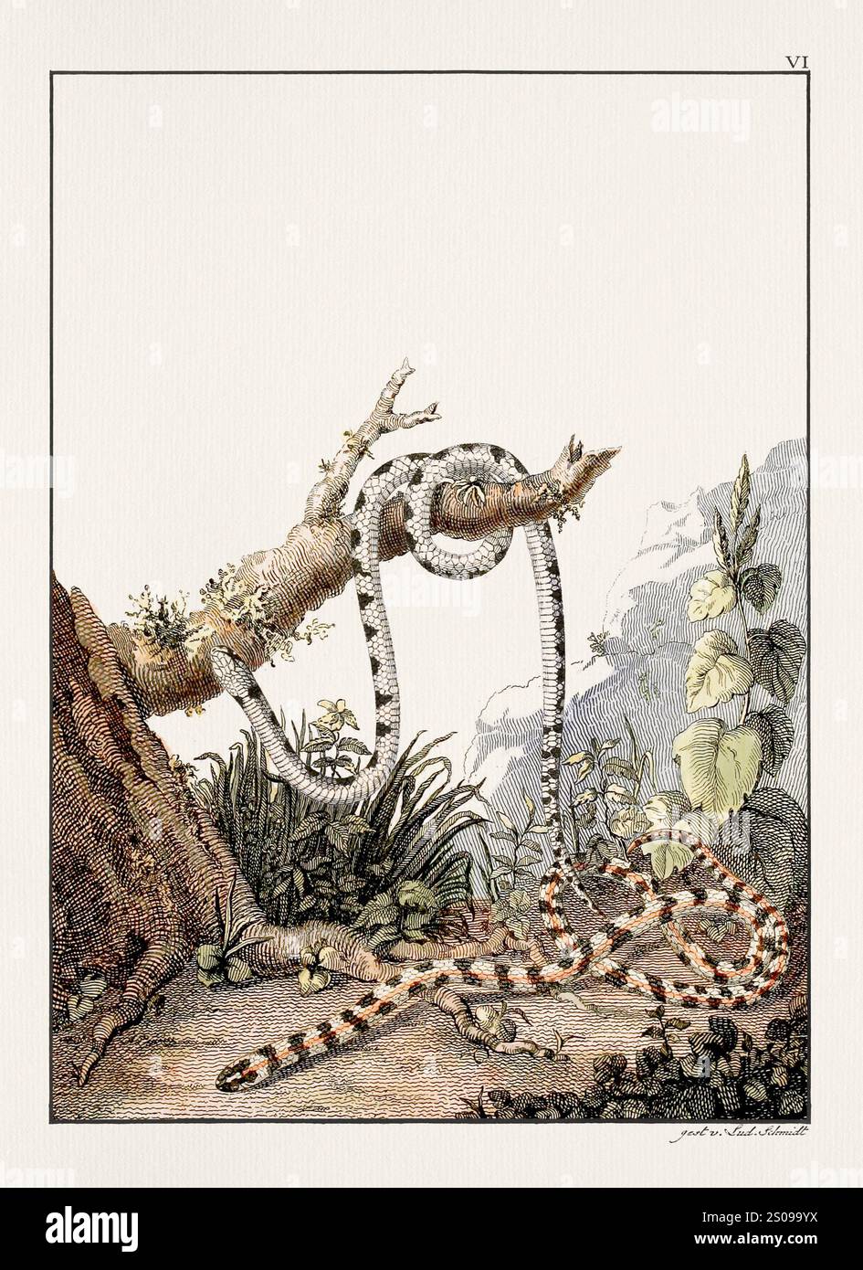 Snake Illustration from an 18th-century German natural history book ...