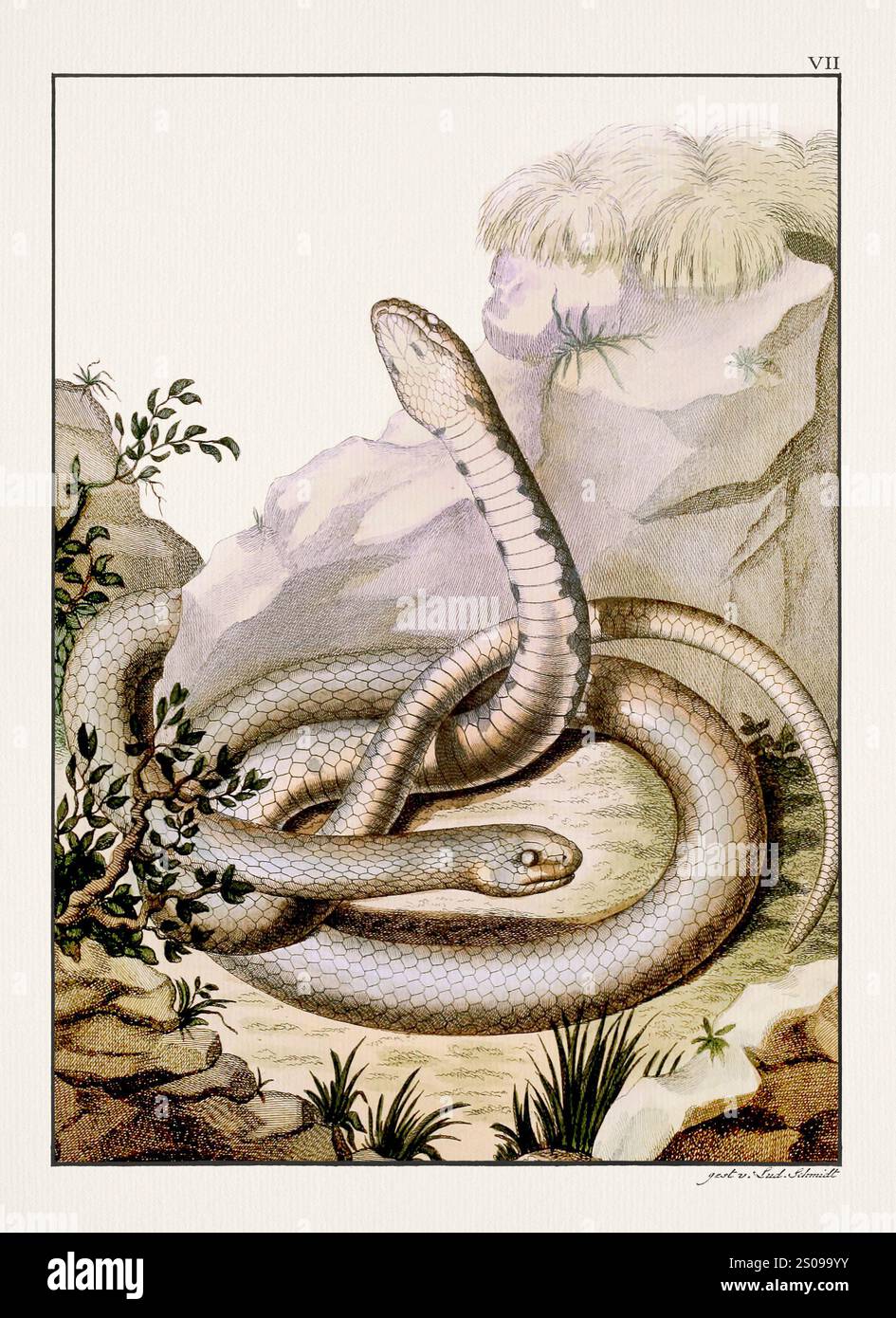 Snake Illustration from an 18th-century German natural history book ...