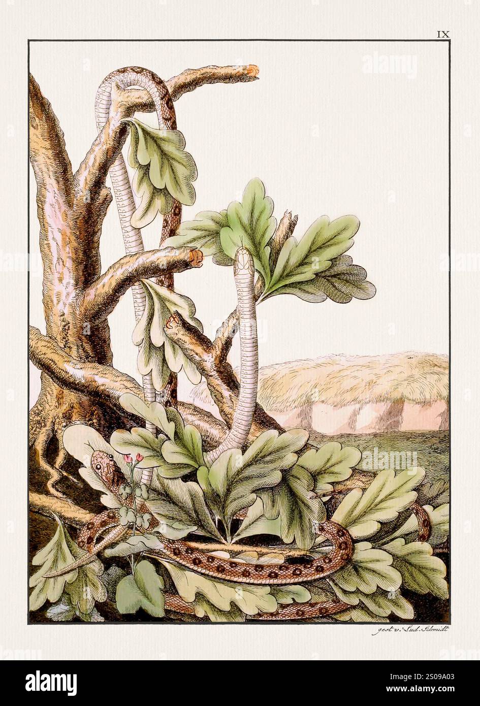 Snake Illustration from an 18th-century German natural history book ...