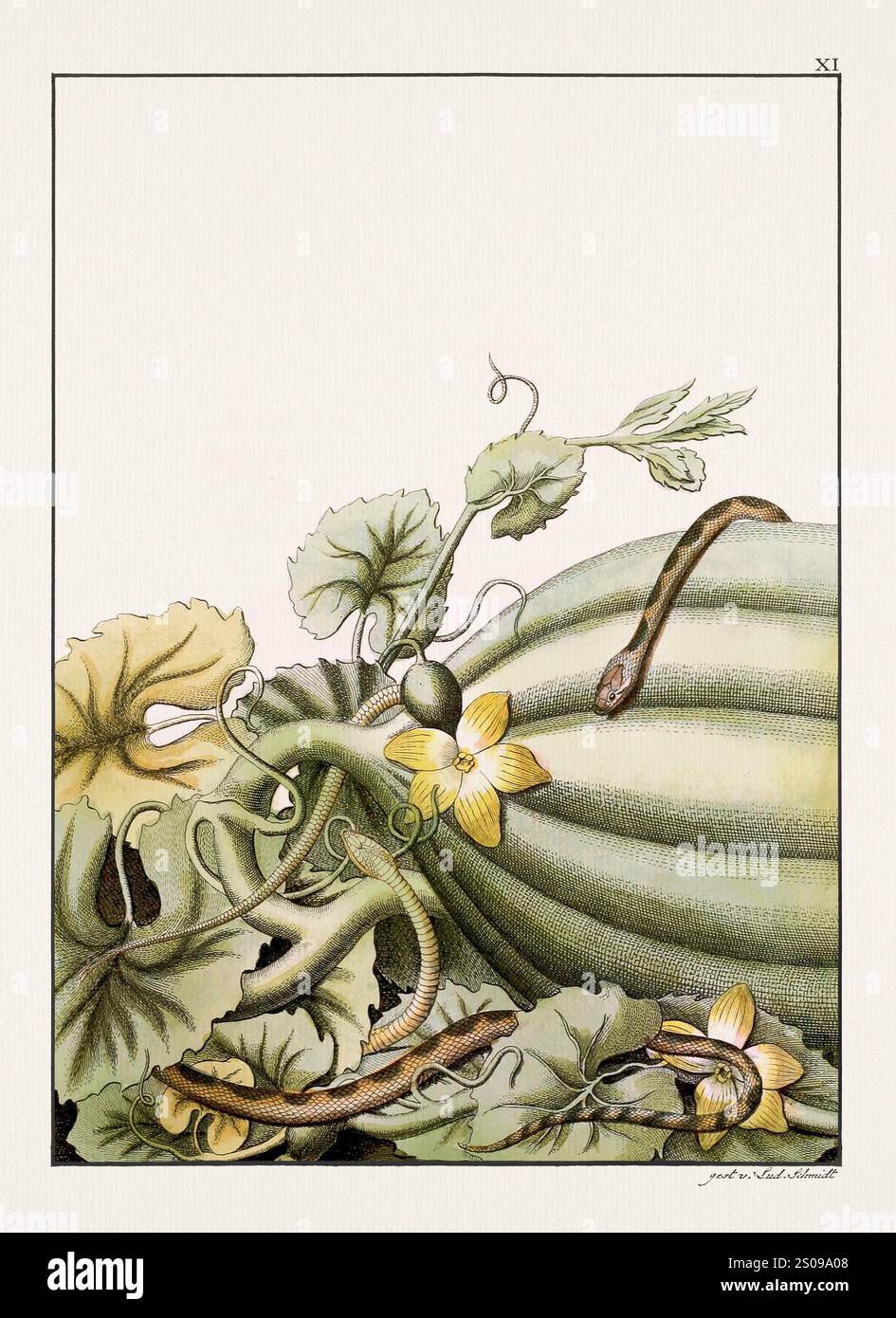 Snake Illustration from an 18th-century German natural history book ...