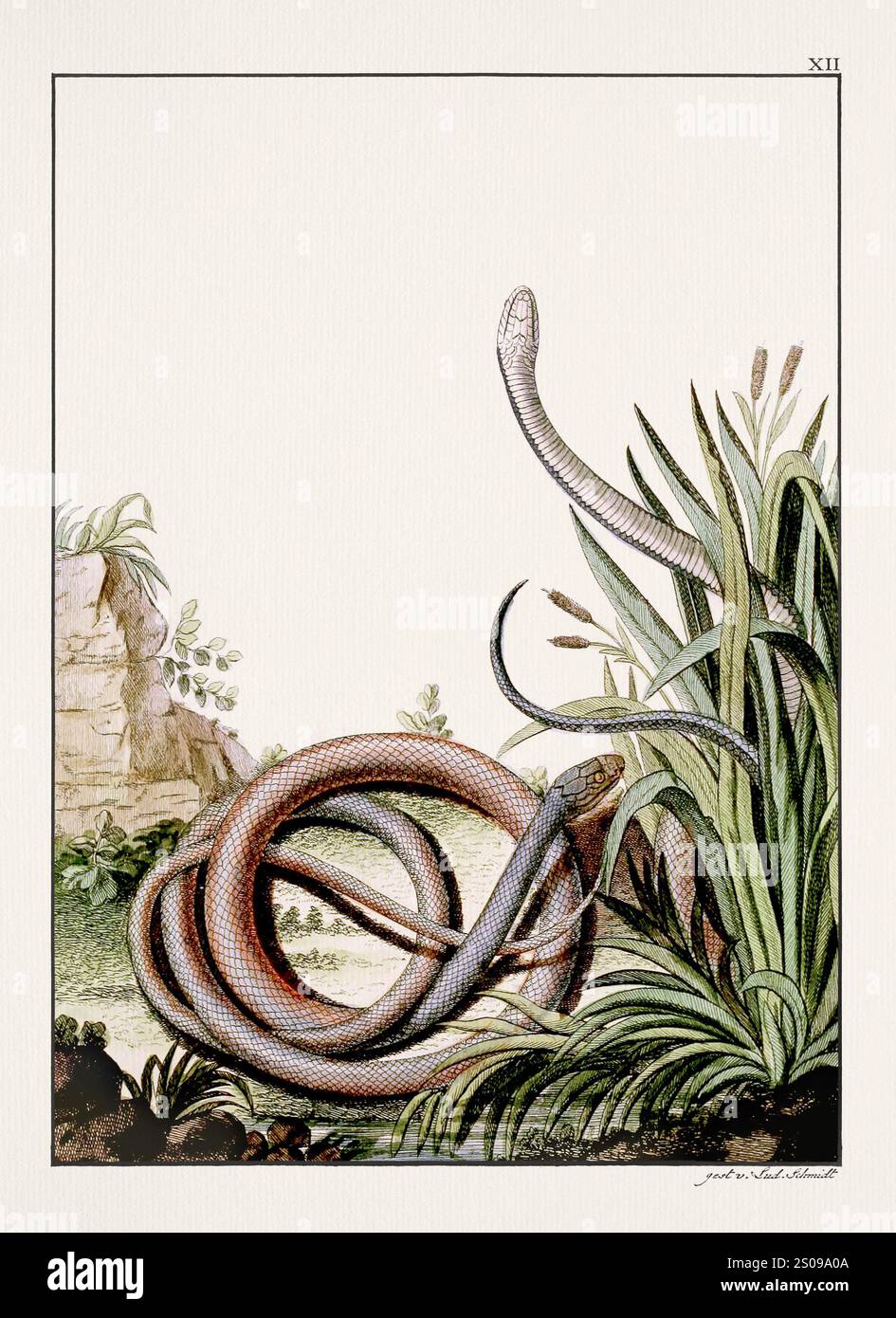 Snake Illustration from an 18th-century German natural history book ...
