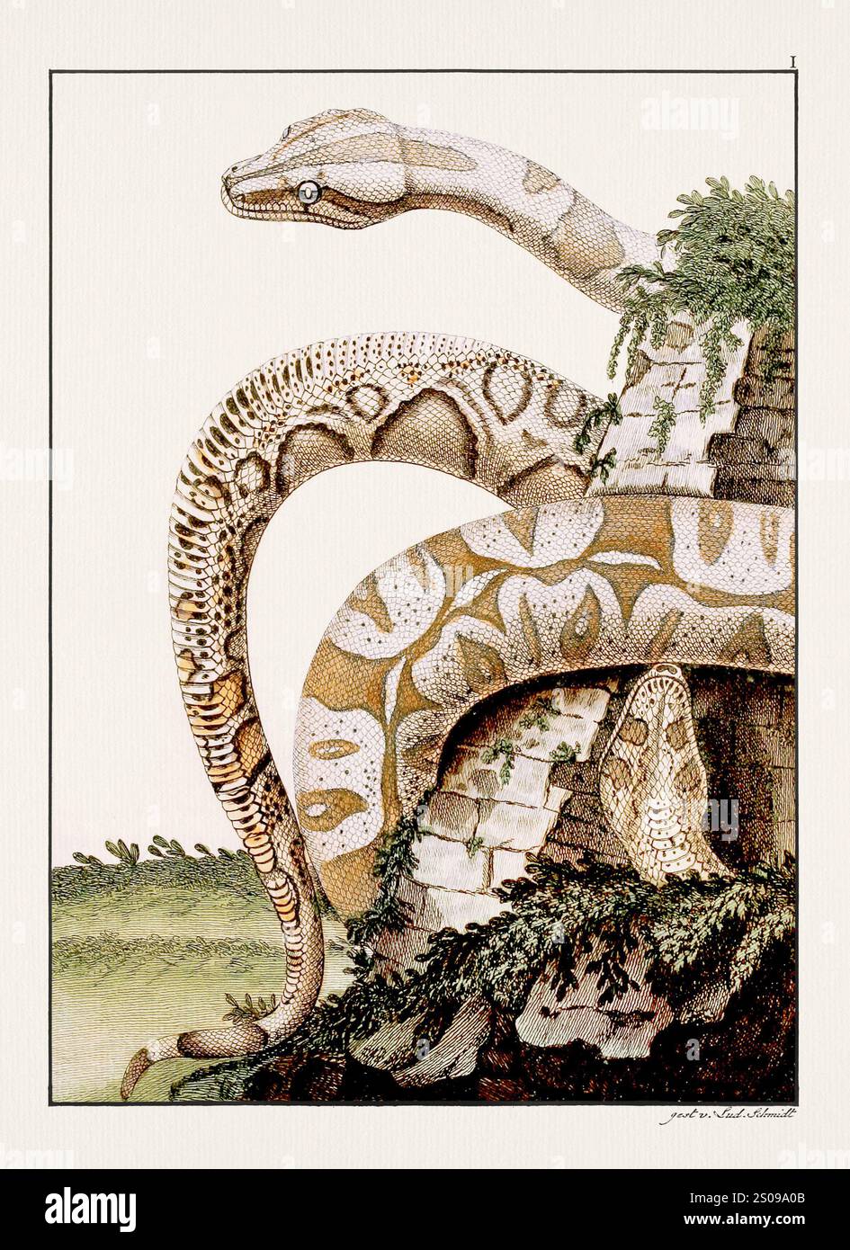 Snake Illustration from an 18th-century German natural history book ...