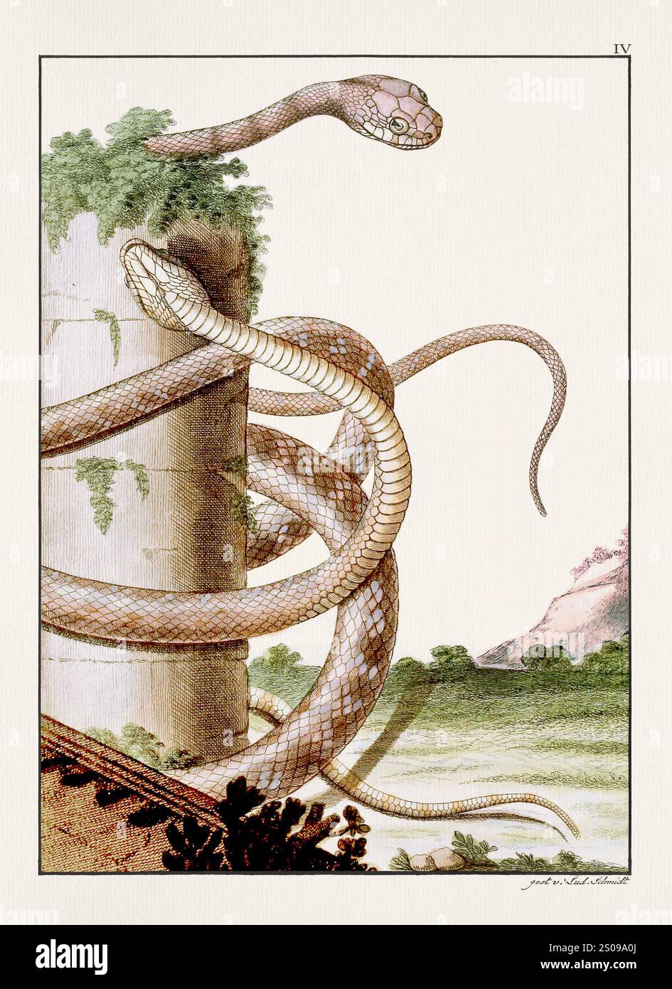 Snake Illustration from an 18th-century German natural history book ...