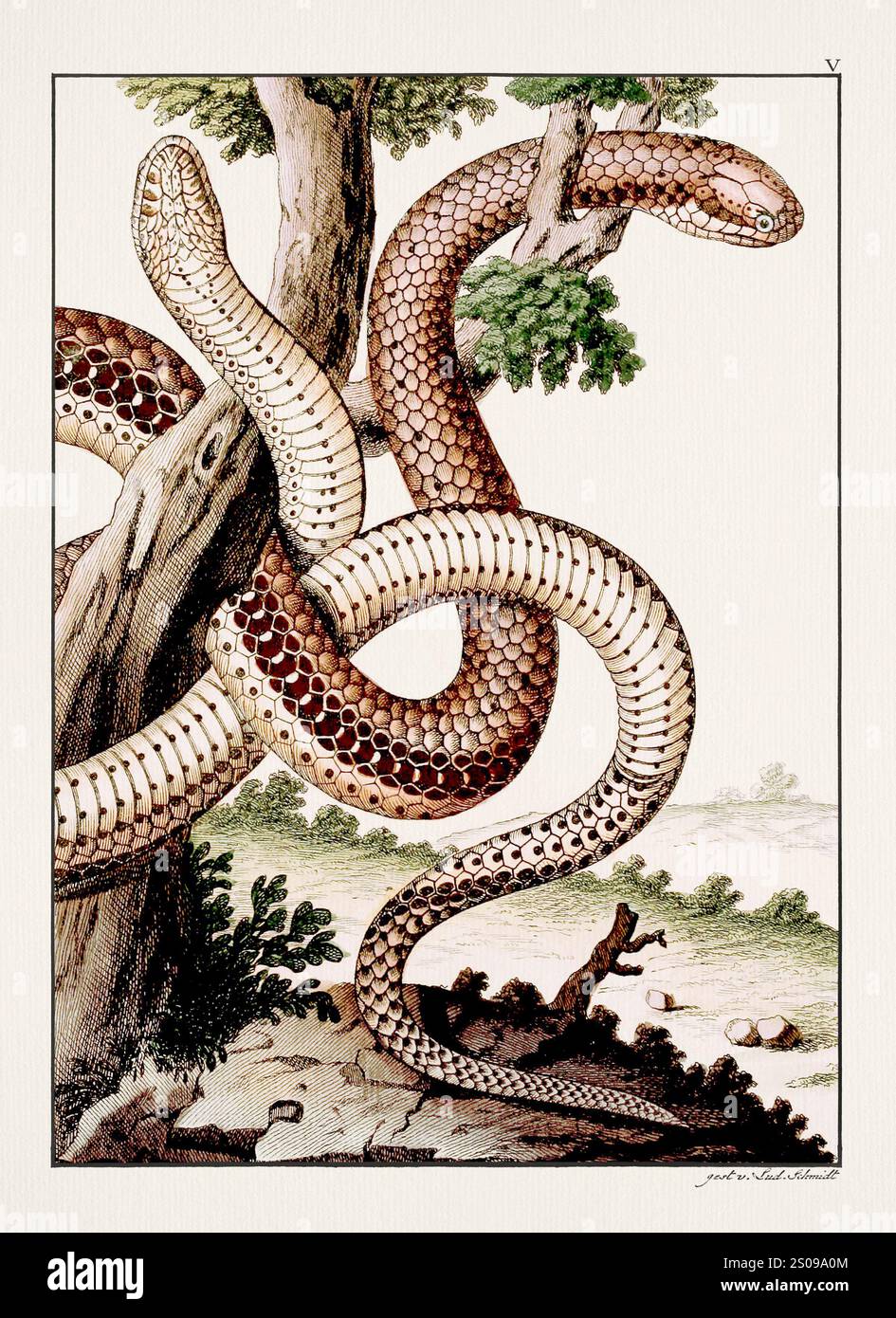 Snake Illustration from an 18th-century German natural history book ...