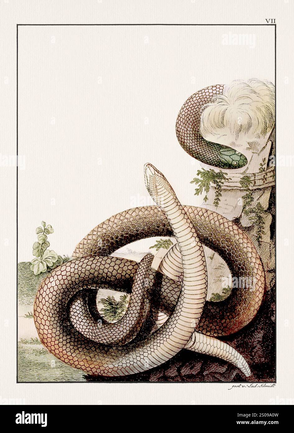 Snake Illustration from an 18th-century German natural history book ...