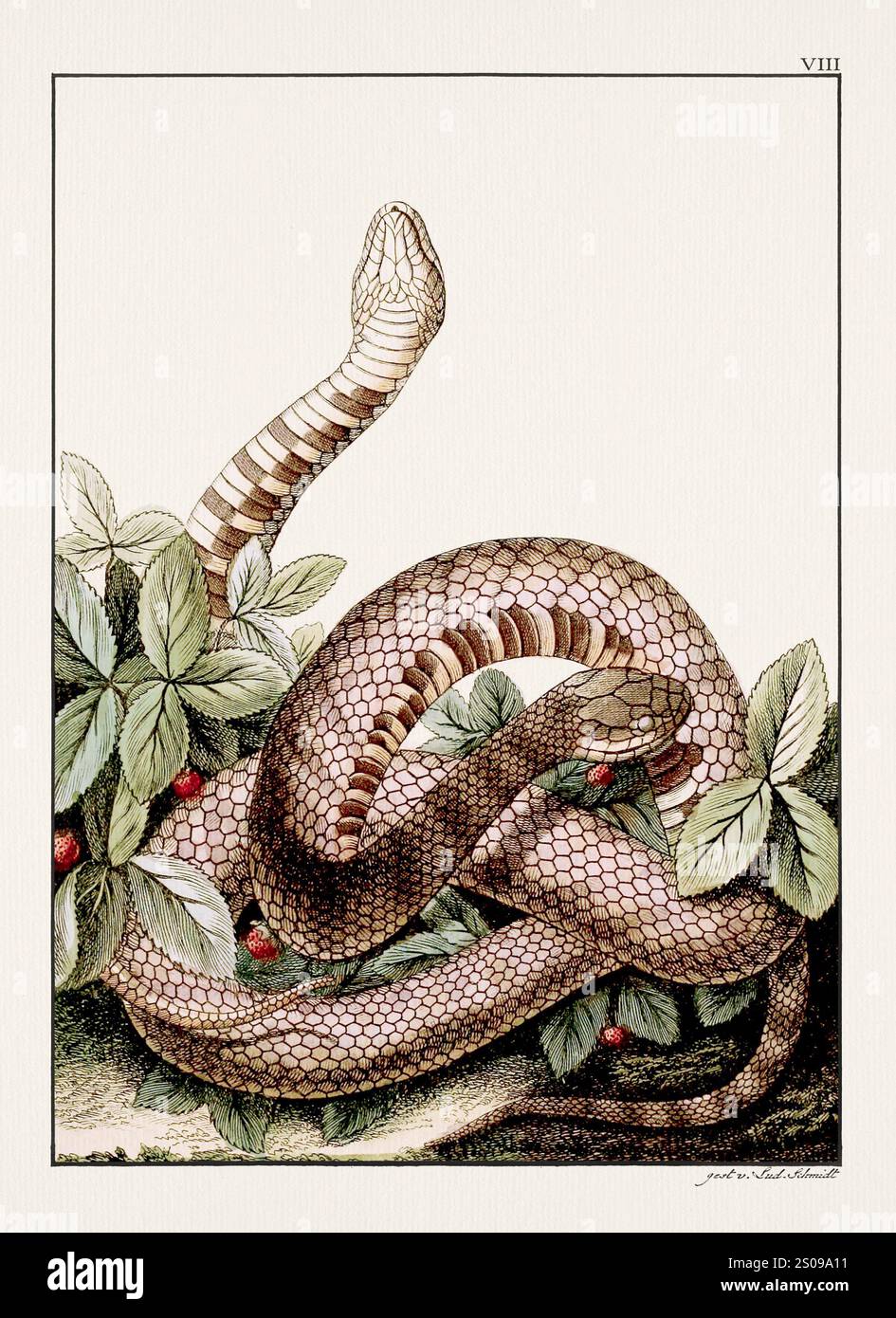 Snake Illustration from an 18th-century German natural history book ...