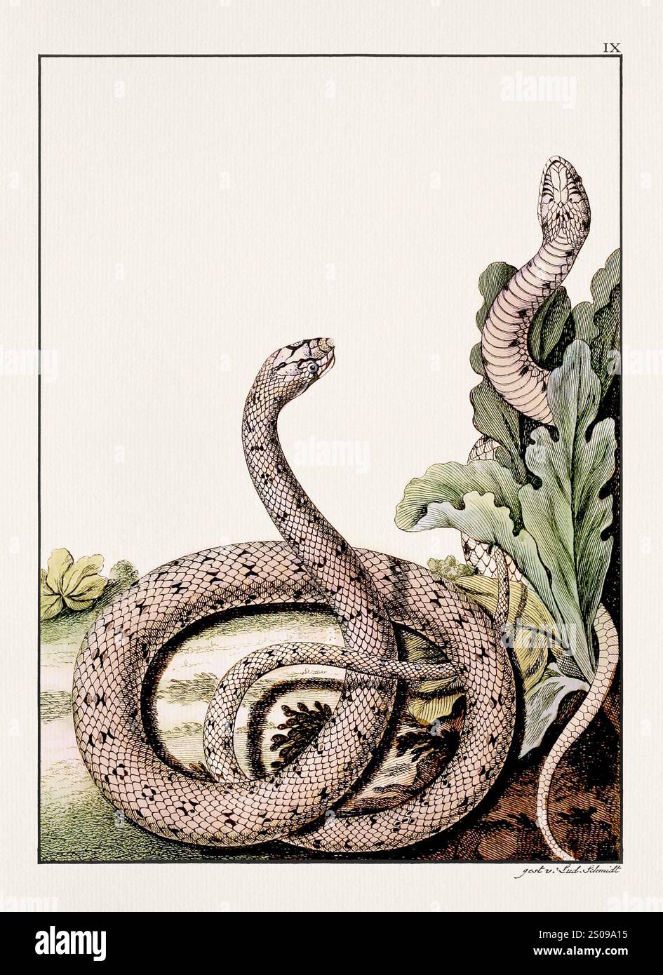 Snake Illustration from an 18th-century German natural history book ...