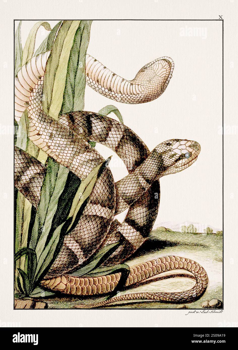 Snake Illustration from an 18th-century German natural history book ...