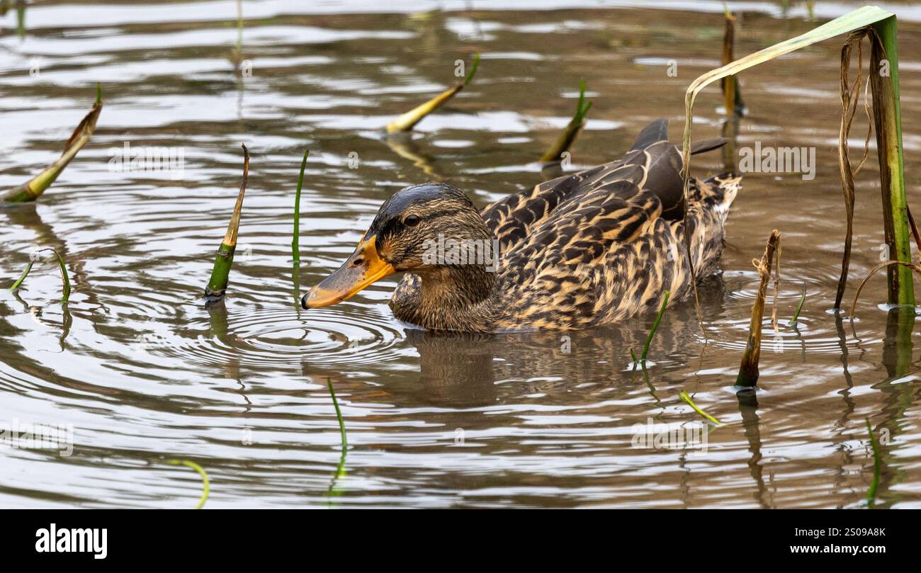 Dabbing duck hi-res stock photography and images - Alamy