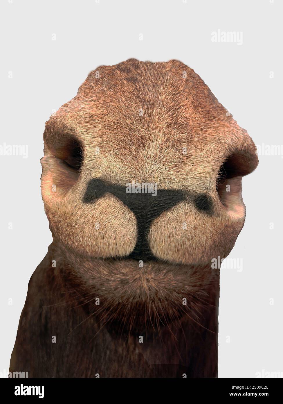 Humanoid animal moose face with mouth, nostrils, neck at taxidermy ...