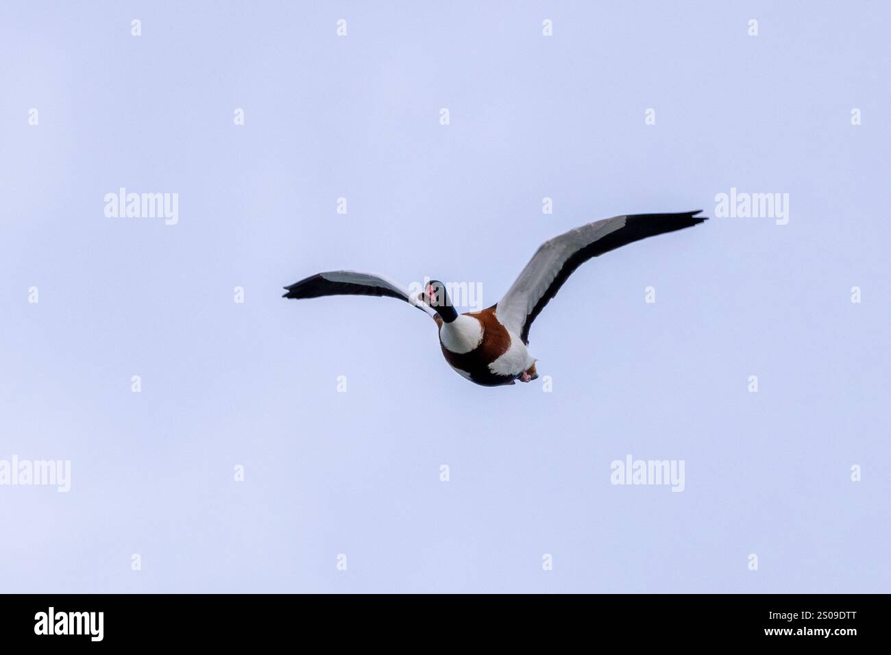 The common shelduck feeds on invertebrates and aquatic plants. Spotted ...