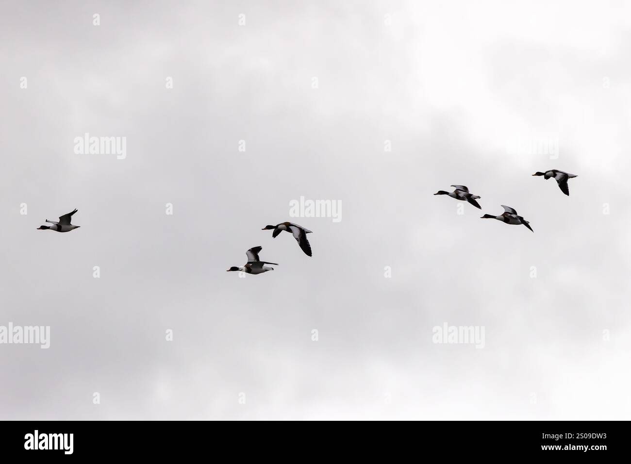 The common shelduck feeds on invertebrates and aquatic plants. Spotted ...