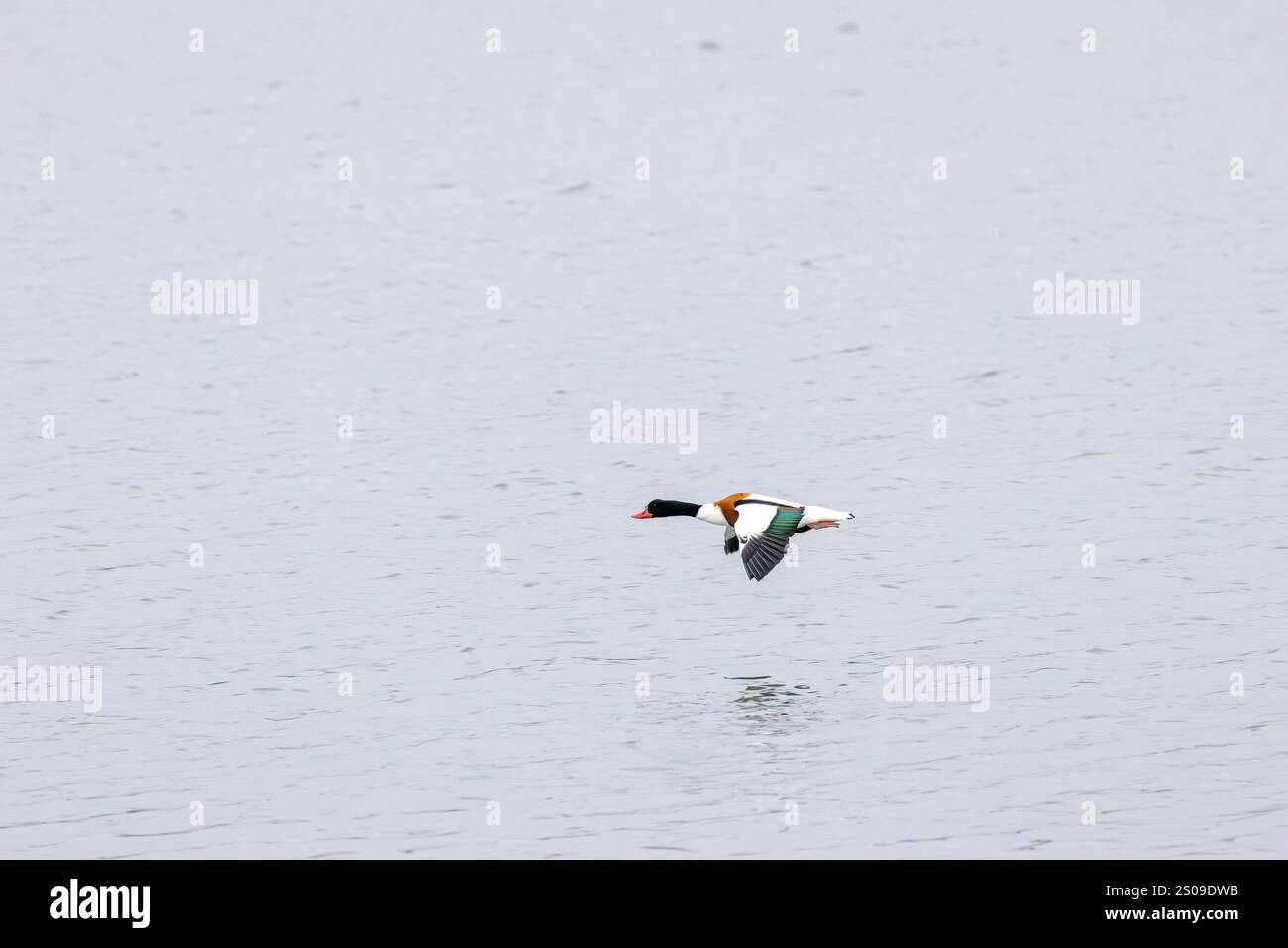 The common shelduck feeds on invertebrates and aquatic plants. Spotted ...