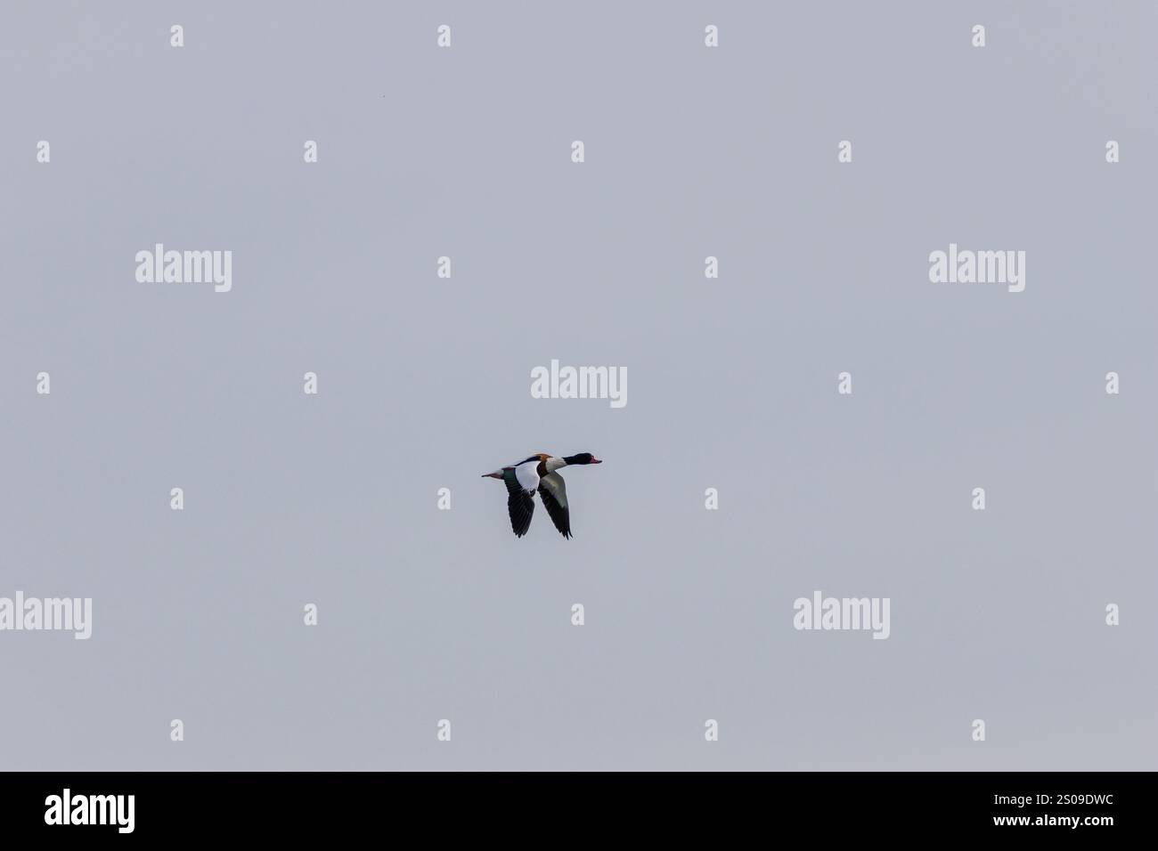 The common shelduck feeds on invertebrates and aquatic plants. Spotted ...