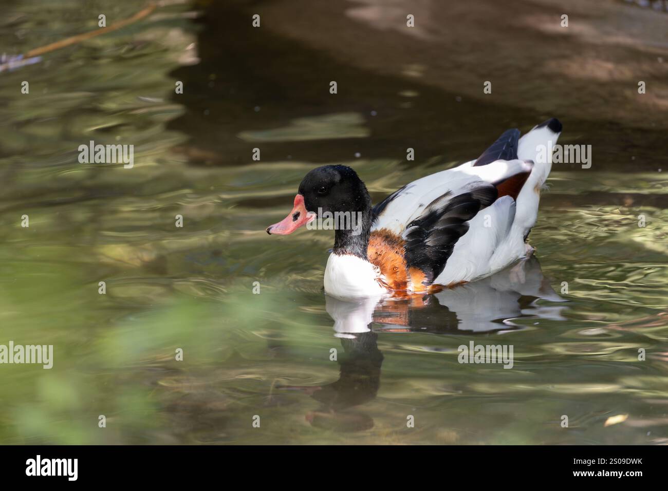 The common shelduck feeds on invertebrates and aquatic plants. Spotted ...