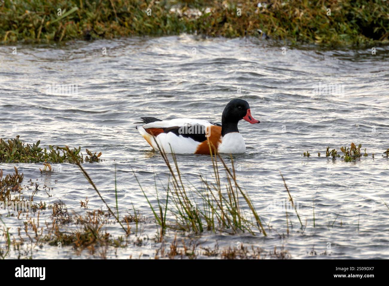 The common shelduck feeds on invertebrates and aquatic plants. Spotted ...