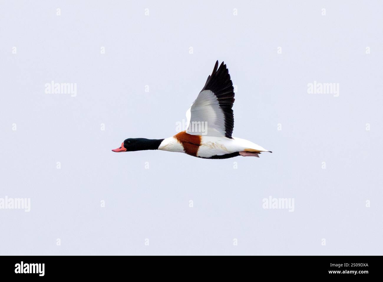 The common shelduck feeds on invertebrates and aquatic plants. Spotted ...