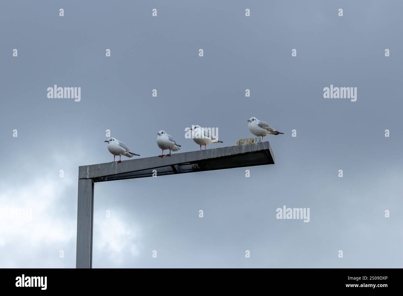 The black-headed gull feeds on insects, fish, and invertebrates. Photo ...