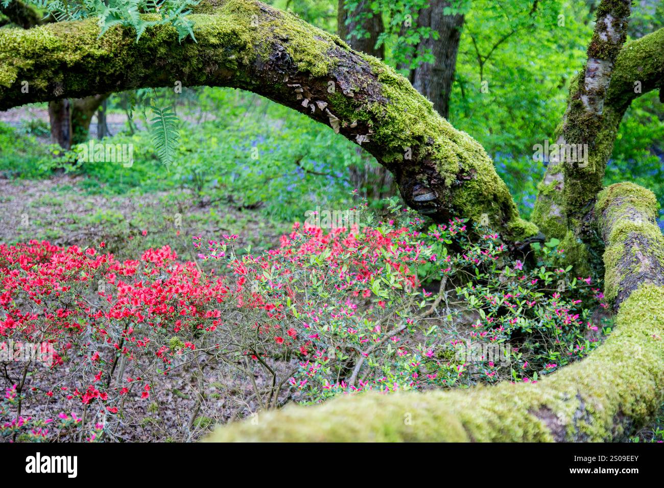 Flowers and Trees Seattle Arboretum Stock Photo - Alamy