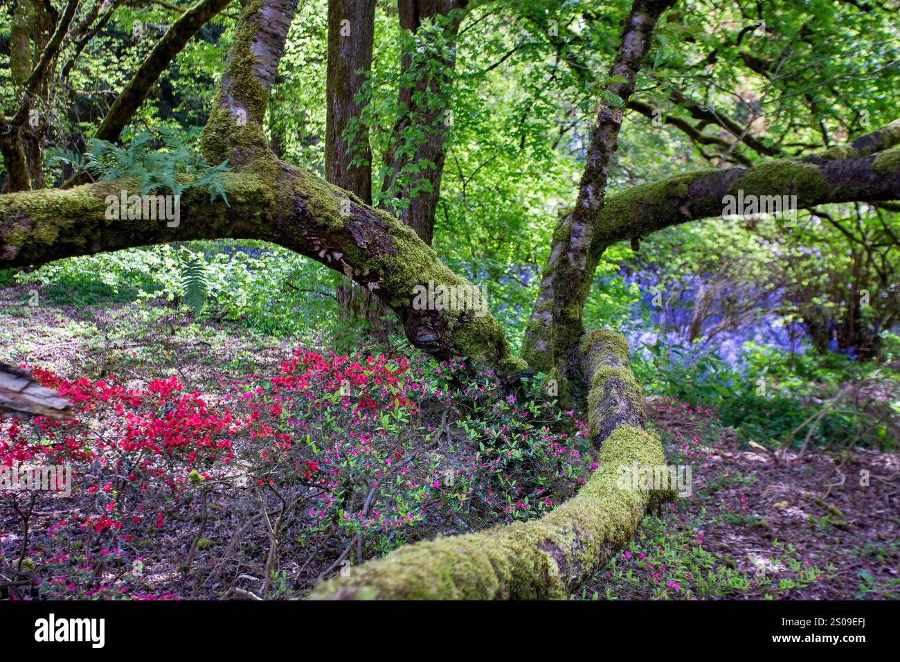 Flowers and Trees Seattle Arboretum Stock Photo - Alamy
