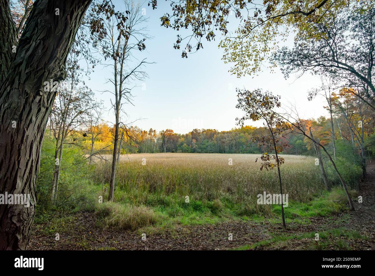 The morning sun highlights the far side of a small marsh on an October ...