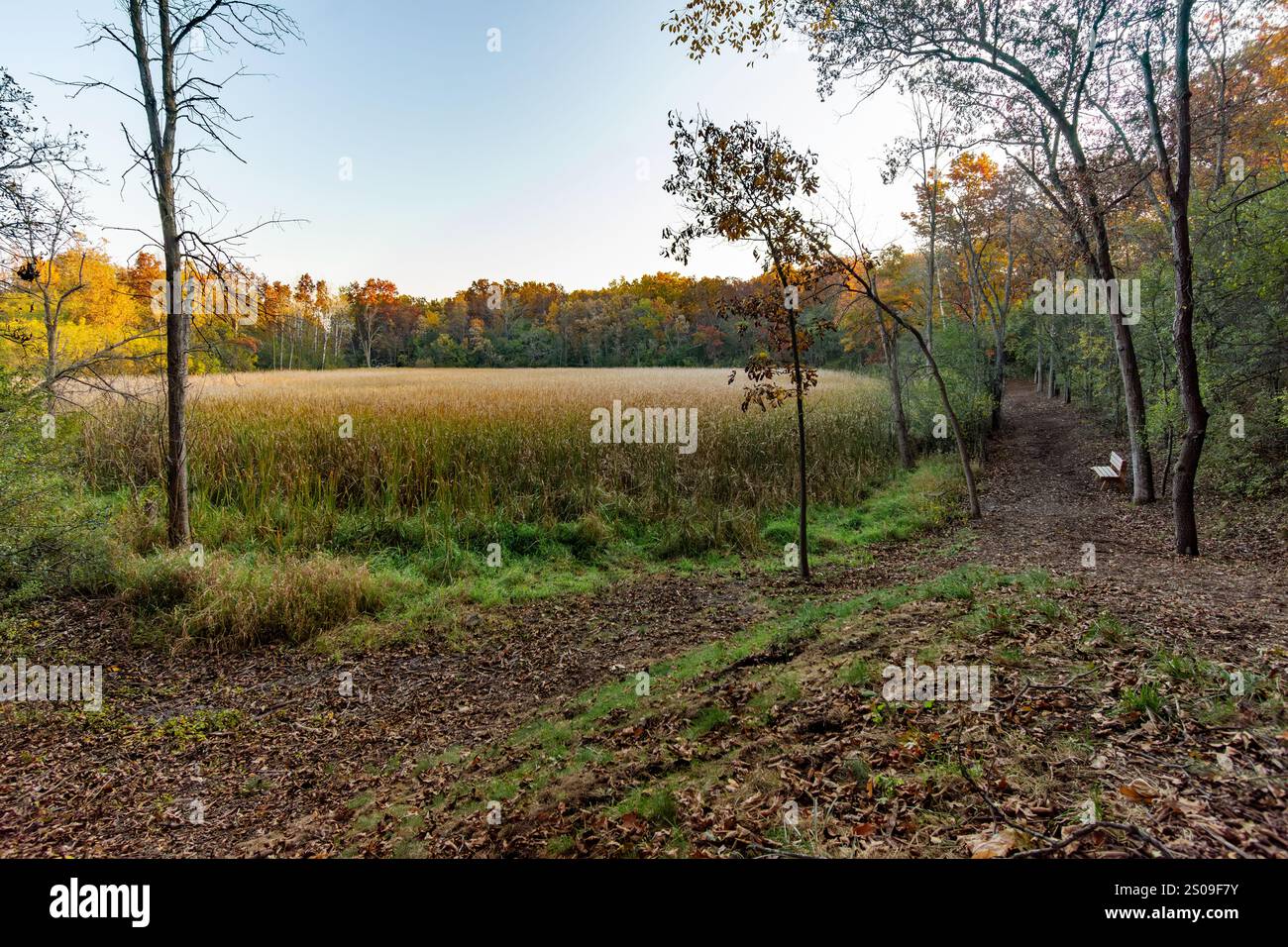 The morning sun highlights the far side of a small marsh on an October ...