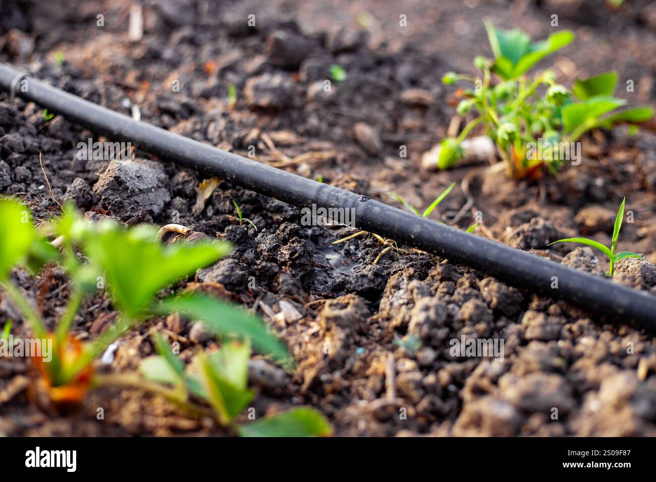 Close-up of drip irrigation tube with water dripping from hole in ...