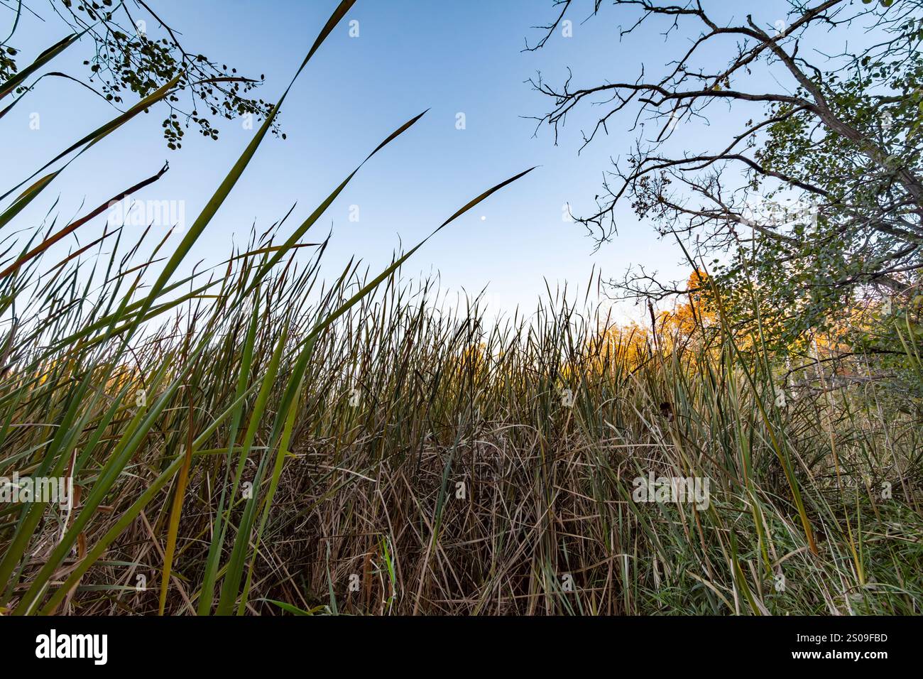 The morning sun highlights the far side of a small marsh on an October ...