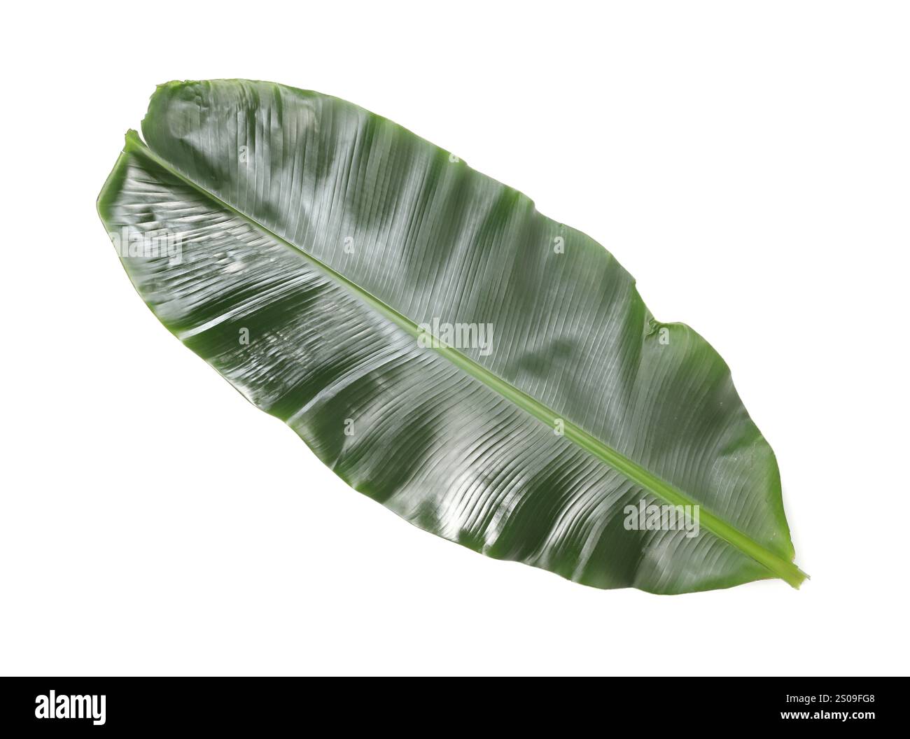 Fresh green banana tree leaf isolated on white Stock Photo - Alamy