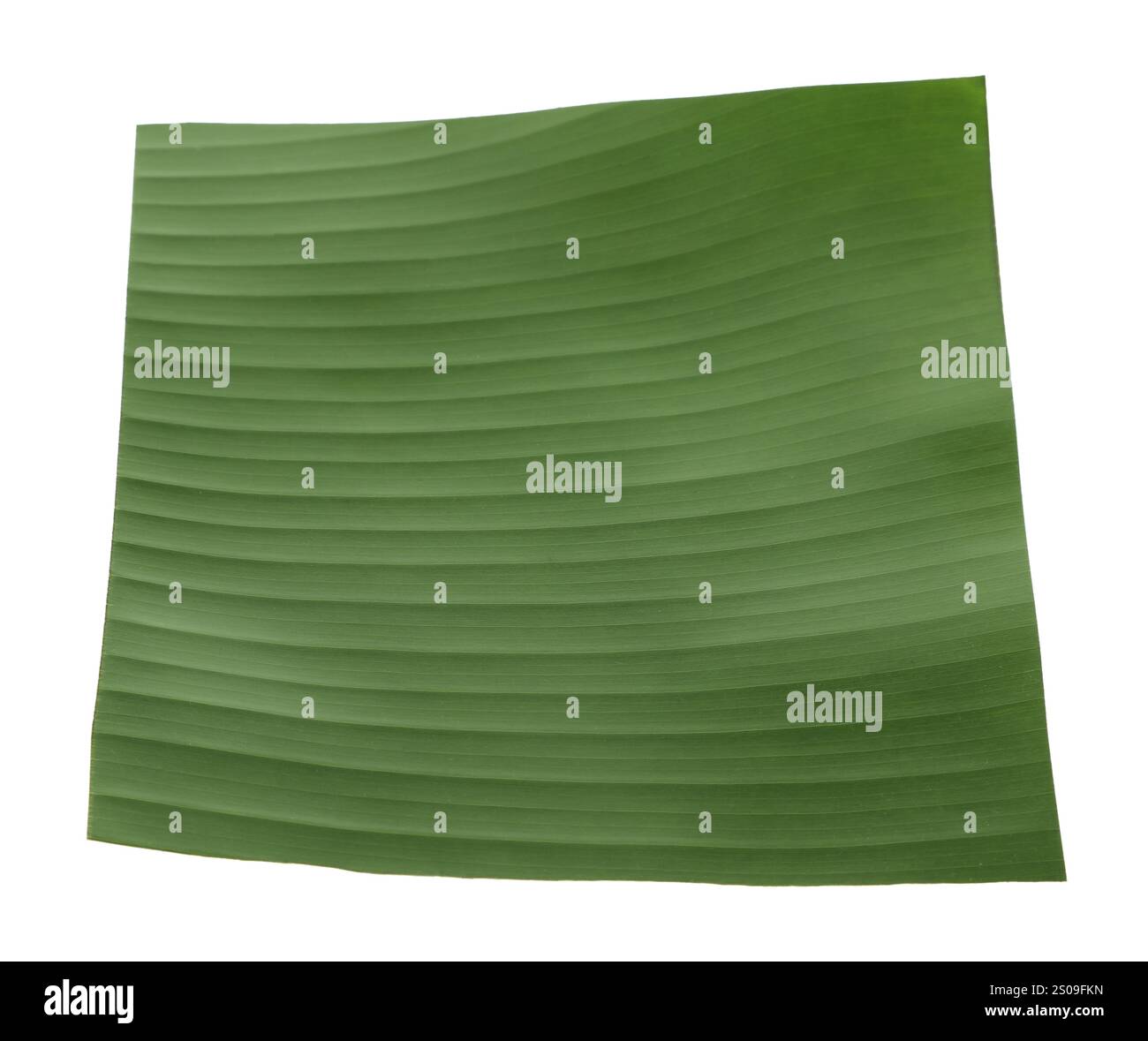 Piece of banana leaf isolated on white. Traditional meal serving Stock ...