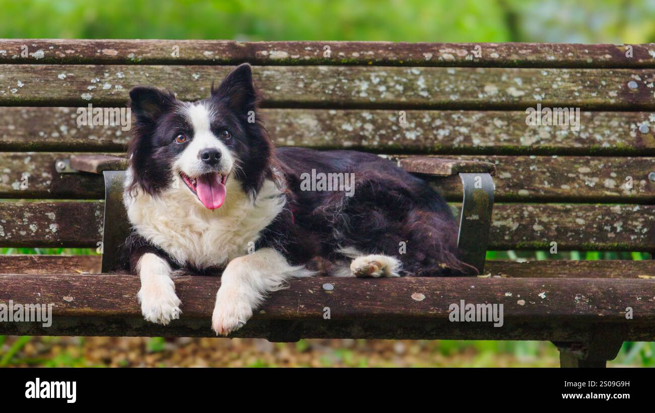 Dale-chan the border collie enjoying a peaceful moment on a nature ...
