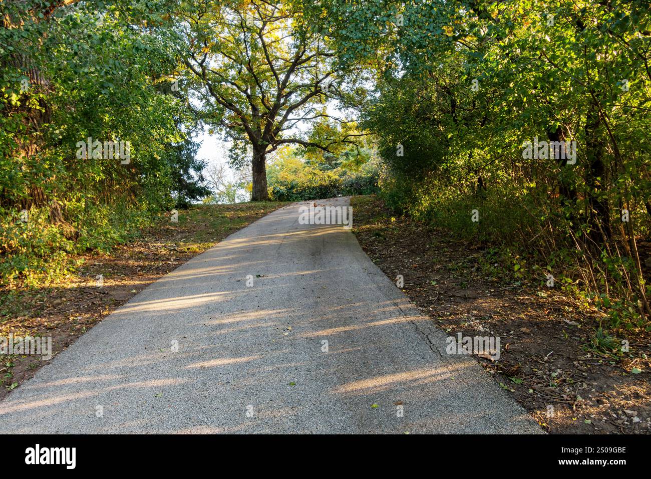 An old oat tree sits ontop of a hill with a paved public walking trail ...