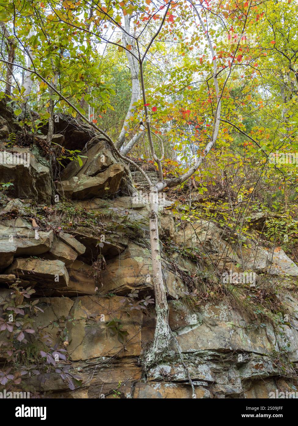 Bold birch tree displays brilliant fall hues while tenaciously gripping ...
