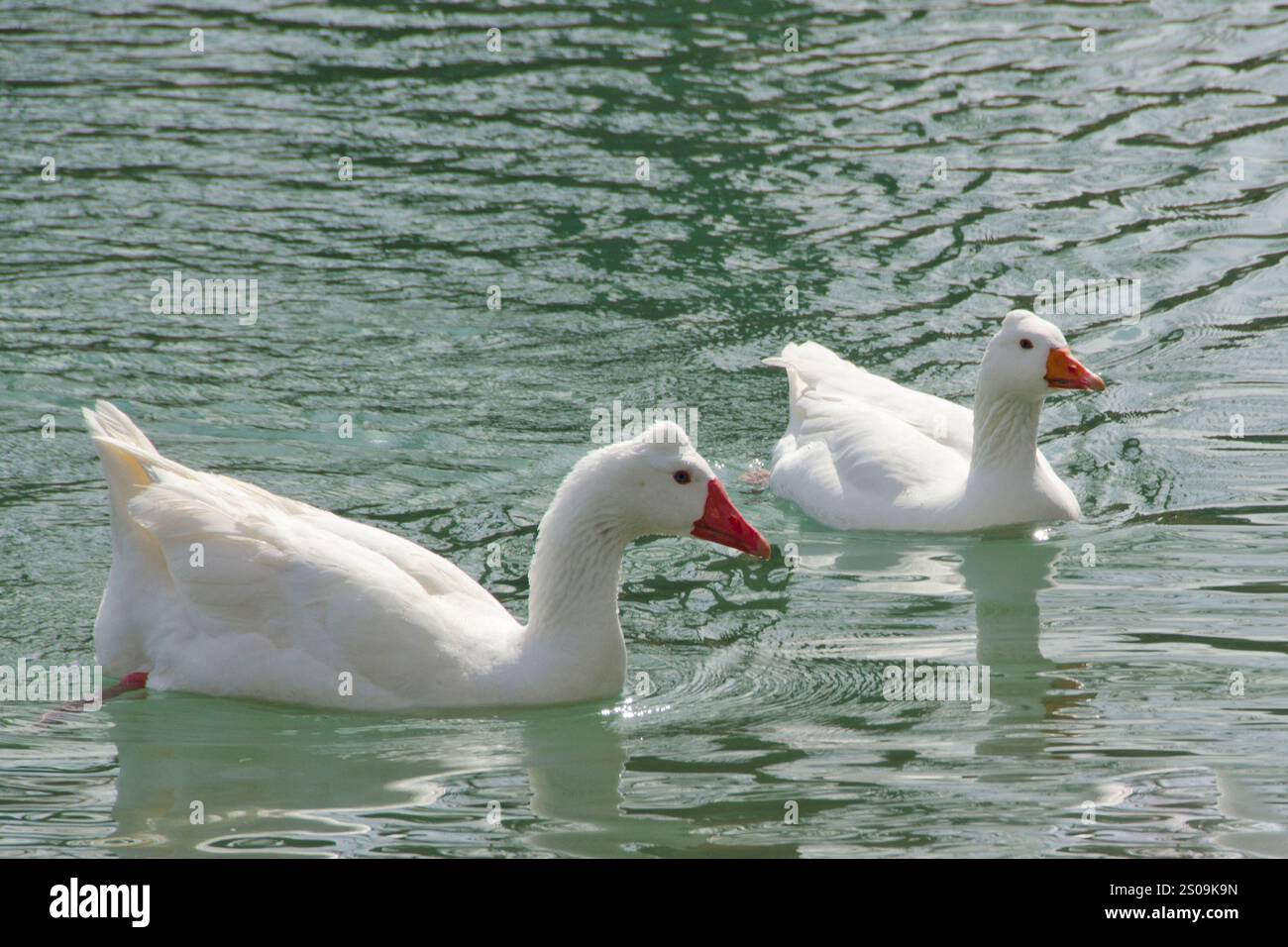 Two Emden geese swim together in the waters of the Medina River in ...