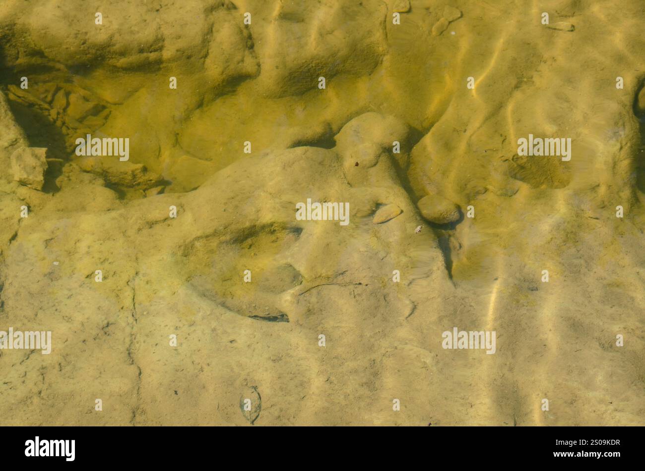 Dinosaur Valley State Park, near Glen Rose, Texas, was created in 1972 ...