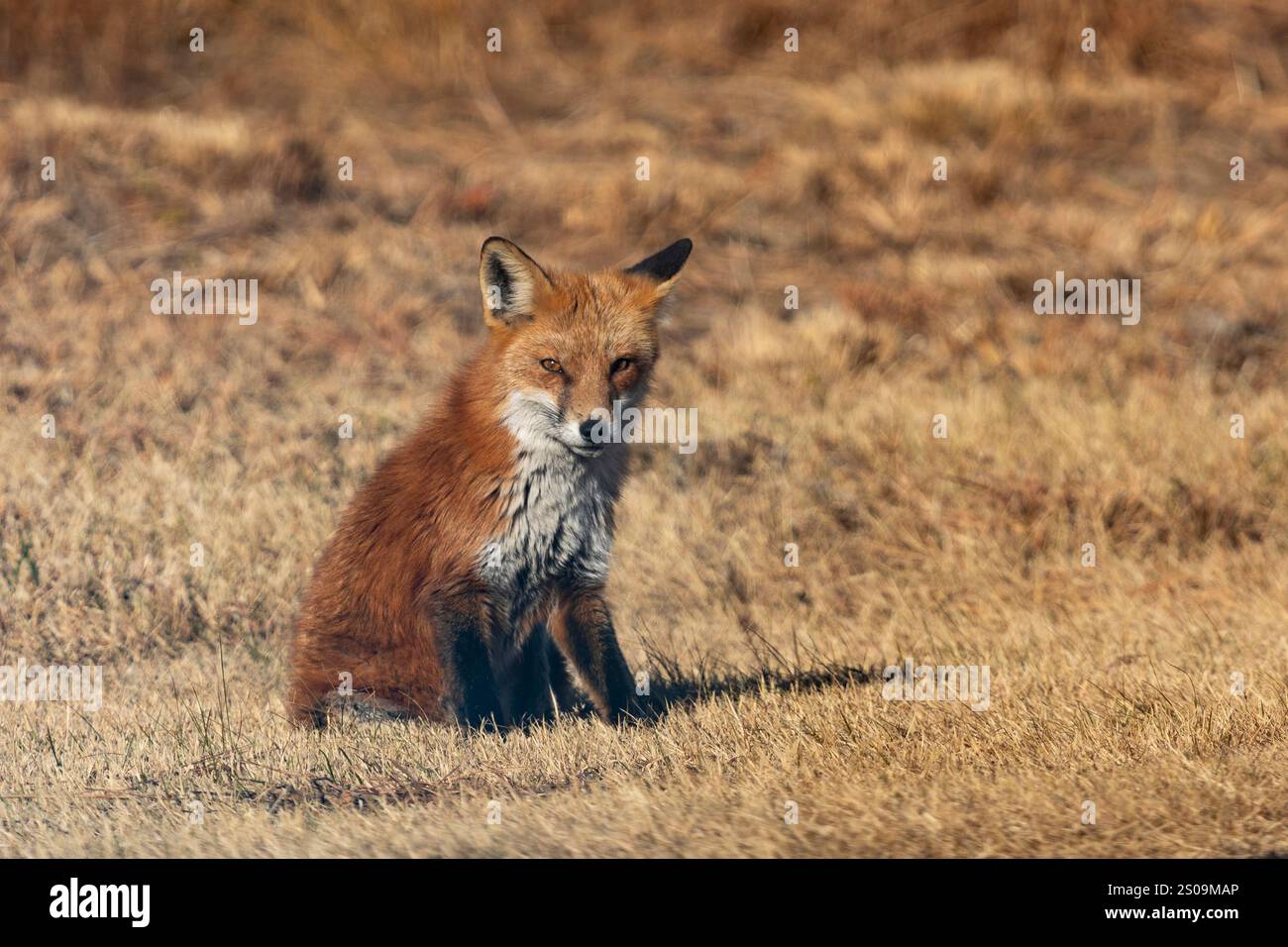 Beautiful red fox sits hi-res stock photography and images - Alamy