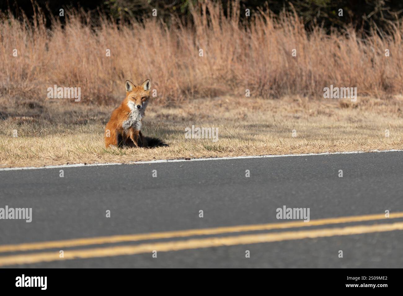 A beautiful Red Fox sits in the grass along teh roadway during autumn ...